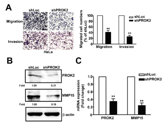 Silencing PROK2 Inhibits Invasion of Human Cervical Cancer Cells by ...