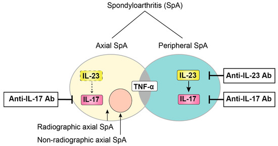 The Role of the IL-23/IL-17 Pathway in the Pathogenesis of ...