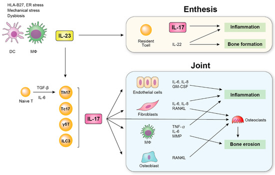 IJMS | Free Full-Text | The Role of the IL-23/IL-17 Pathway in the Pathogenesis of Spondyloarthritis