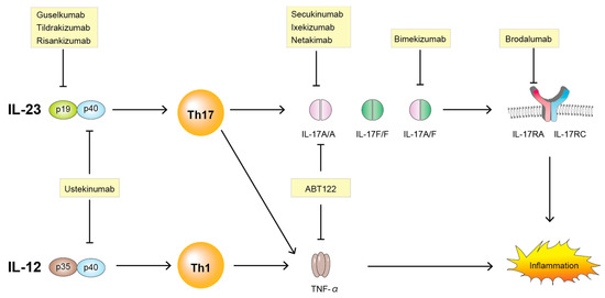 IJMS | Free Full-Text | The Role of the IL-23/IL-17 Pathway in the Pathogenesis of Spondyloarthritis