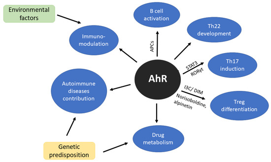 Epigenetic Regulations of AhR in the Aspect of Immunomodulation