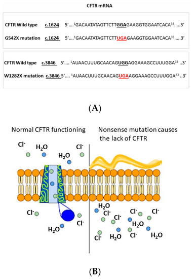 Targeting Nonsense: Optimization of 1,2,4-Oxadiazole TRIDs to Rescue ...