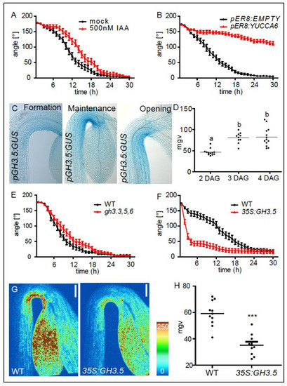 FRUITFULL Is a Repressor of Apical Hook Opening in Arabidopsis thaliana