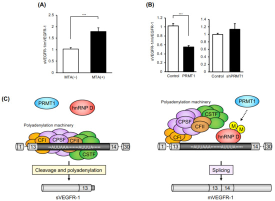 IJMS | Special Issue : Interplay between Pre-mRNA Splicing and Other ...