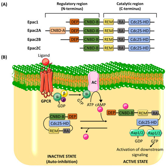 The Role of Epac in Cancer Progression