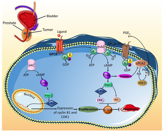 The Role of Epac in Cancer Progression