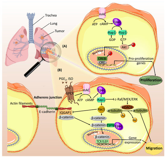 The Role of Epac in Cancer Progression