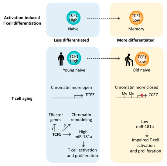 The Transcription Factor TCF1 in T Cell Differentiation and Aging