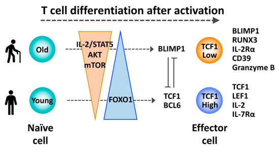 The Transcription Factor TCF1 in T Cell Differentiation and Aging