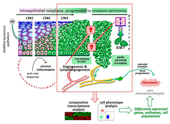 IJMS | Free Full-Text | Markers of Angiogenesis, Lymphangiogenesis, and ...