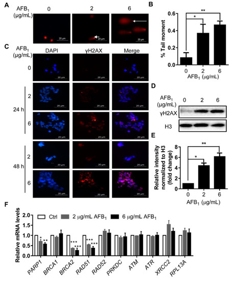 Aflatoxin B1 Induces Neurotoxicity through Reactive Oxygen Species ...
