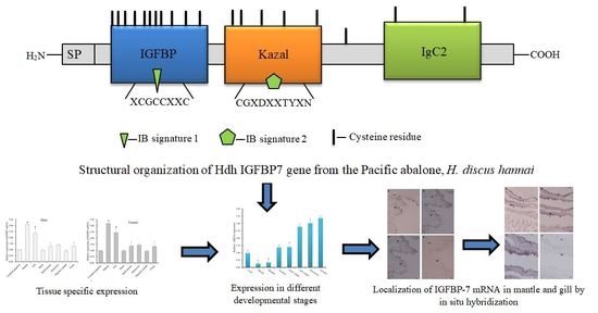 IJMS | Free Full-Text | Characterization of Insulin-Like Growth Factor ...