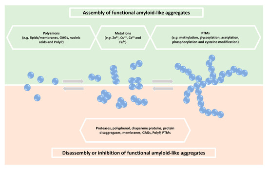 Regulation of Functional Protein Aggregation by Multiple Factors ...