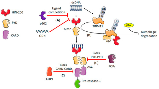 The Emerging Relevance of AIM2 in Liver Disease