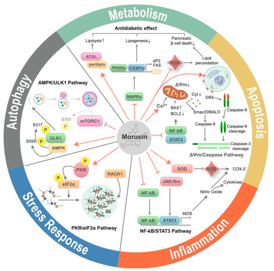 The Beneficial Effects of Morusin, an Isoprene Flavonoid Isolated from ...