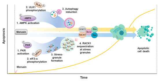 The Beneficial Effects of Morusin, an Isoprene Flavonoid Isolated from ...