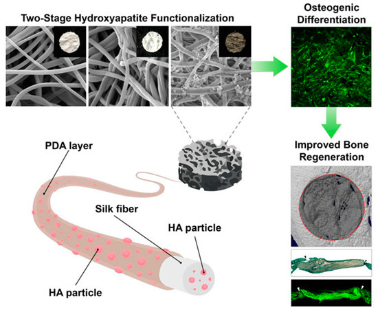 Strategies for Using Polydopamine to Induce Biomineralization of ...