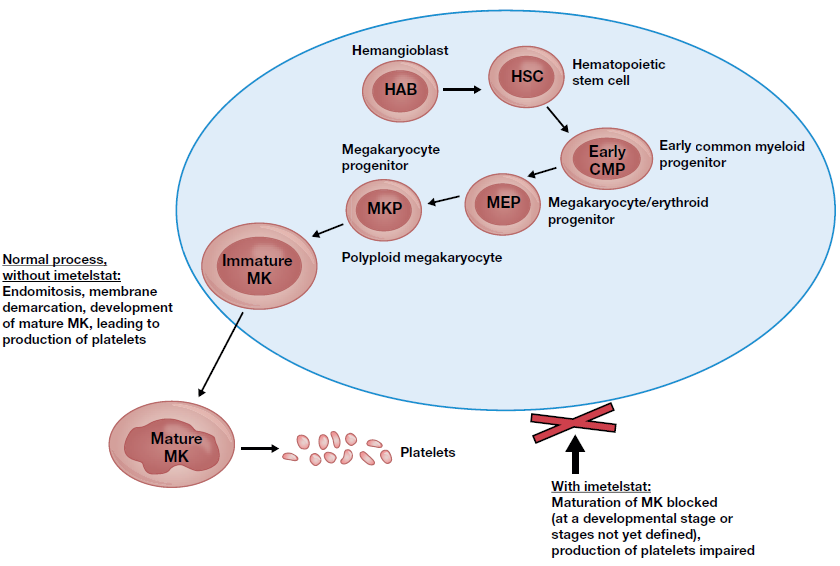 IJMS | Free Full-Text | Myelosuppression in Patients Treated with the ...