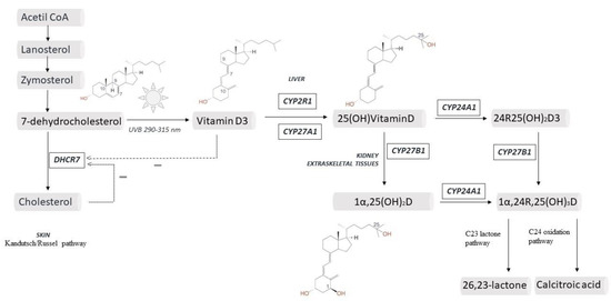 An Update on Vitamin D Metabolism