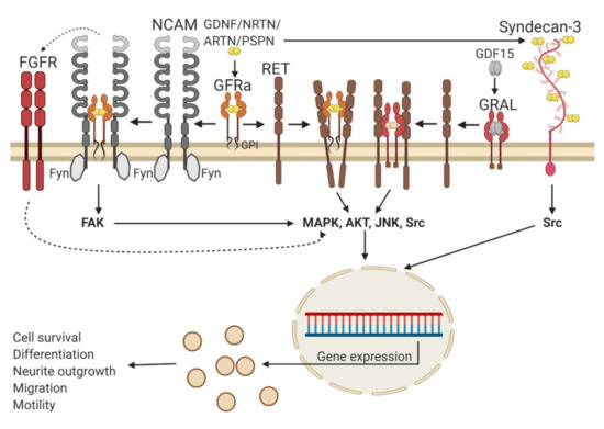 Small Molecules and Peptides Targeting Glial Cell Line-Derived Neurotrophic Factor Receptors for ...