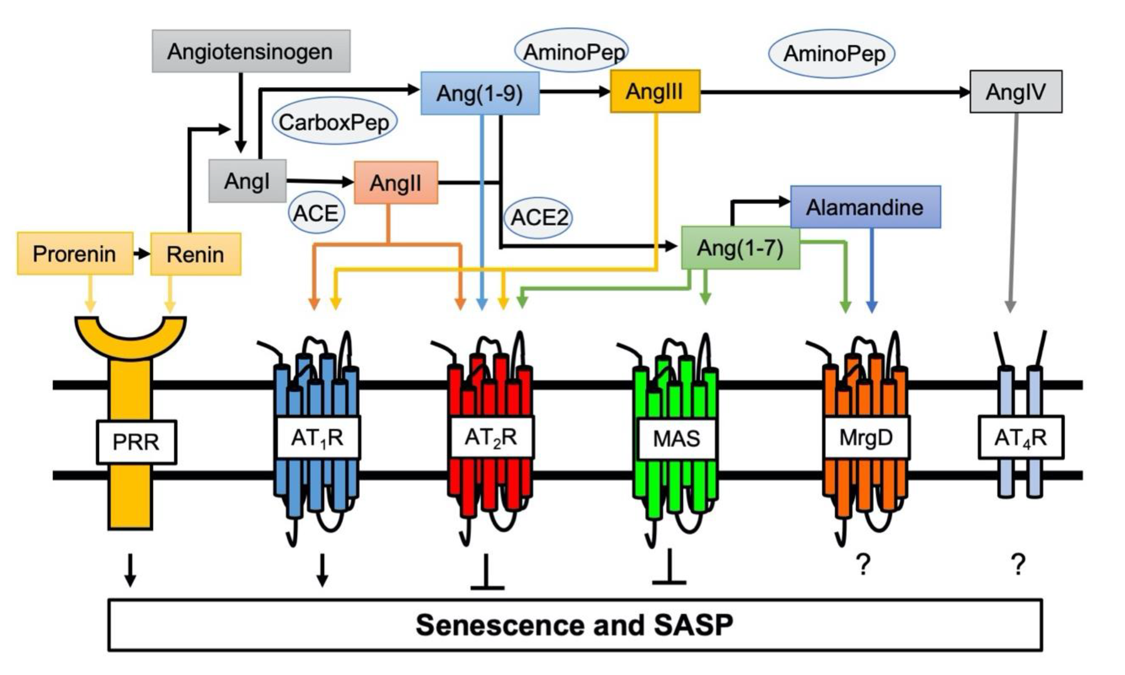 Targeting Molecular Mechanism of Vascular Smooth Muscle Senescence ...