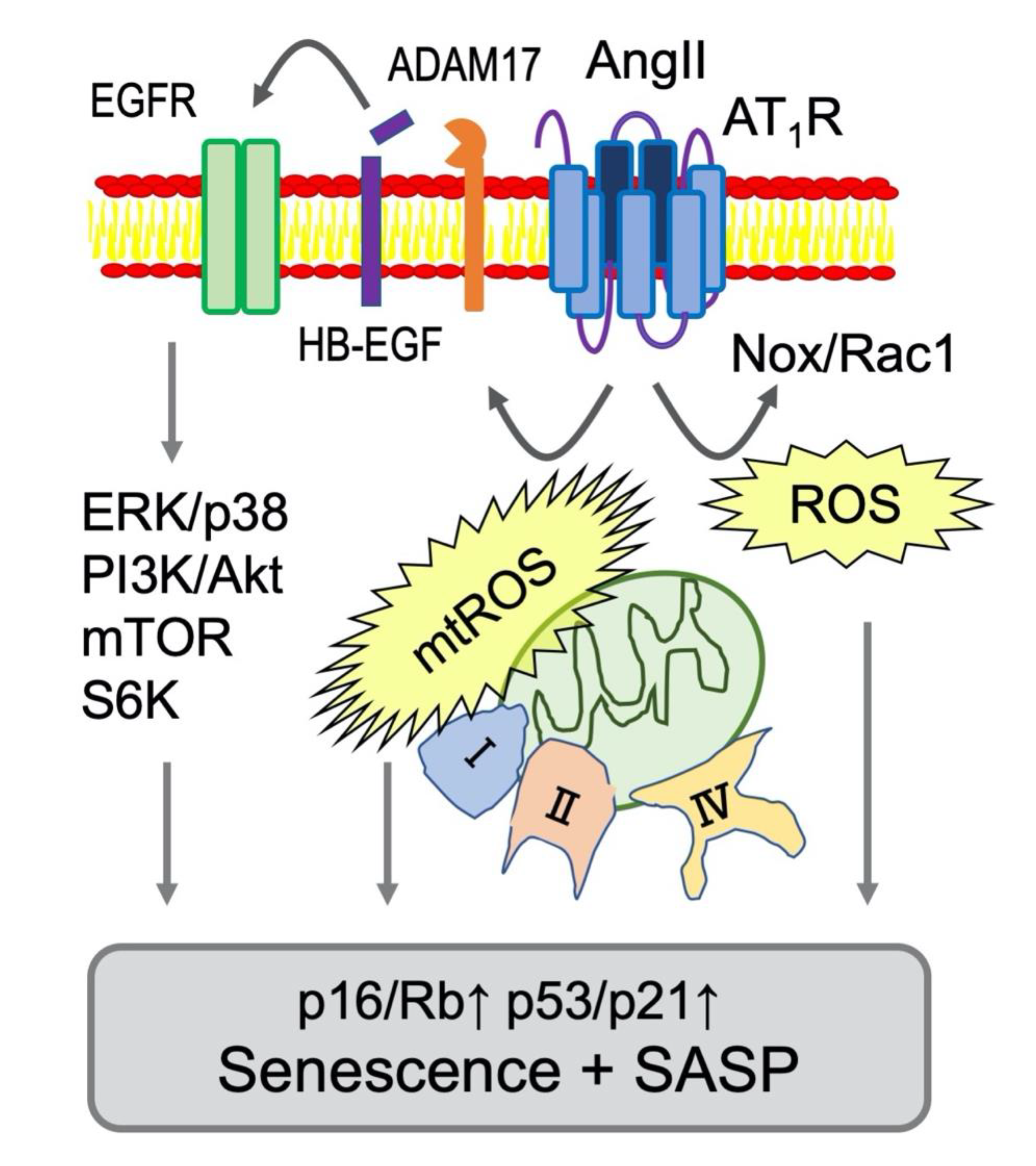 Targeting Molecular Mechanism of Vascular Smooth Muscle Senescence ...