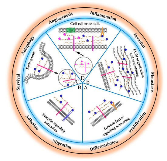 Heparan Sulfate Proteoglycan Signaling in Tumor Microenvironment