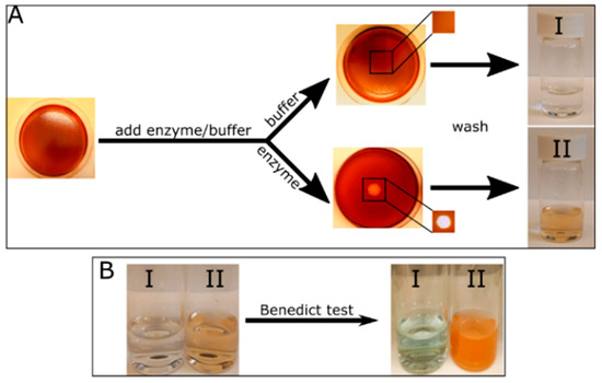 Real-Time Visualization of Cellulase Activity by Microorganisms on Surface