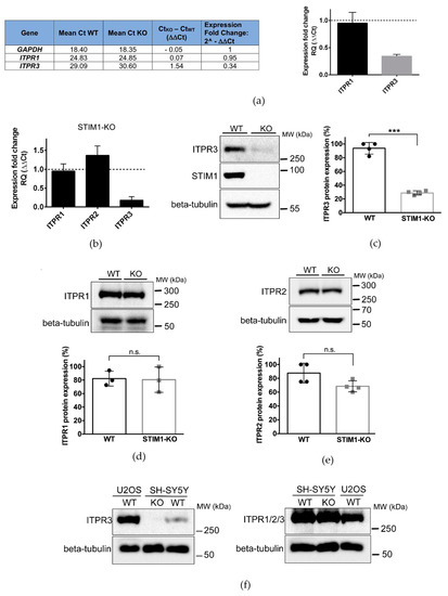 IJMS | Free Full-Text | STIM1 Deficiency Leads to Specific Down ...