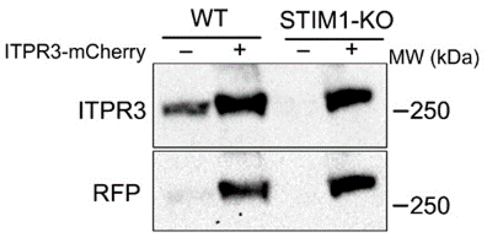STIM1 Deficiency Leads to Specific Down-Regulation of ITPR3 in SH-SY5Y ...