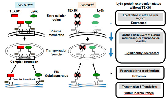 Role of the Glycosylphosphatidylinositol-Anchored Protein TEX101 and ...