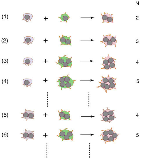 Heterogeneity and Actin Cytoskeleton in Osteoclast and Macrophage ...