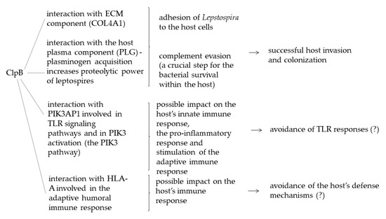 AAA+ Molecular Chaperone ClpB in Leptospira interrogans: Its Role and ...