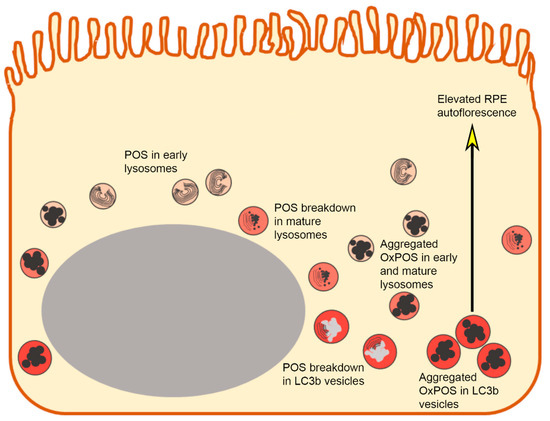 An In-Vitro Cell Model of Intracellular Protein Aggregation Provides ...