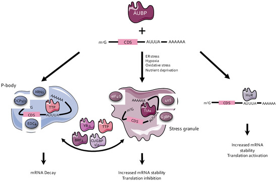 IJMS | Free Full-Text | mRNA Post-Transcriptional Regulation by AU-Rich ...