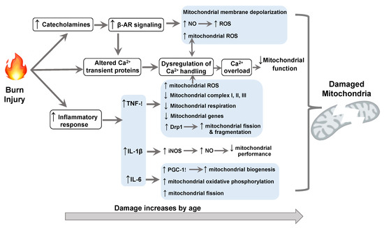 Pathological Responses of Cardiac Mitochondria to Burn Trauma