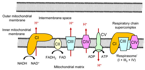 Mechanisms Underlying the Regulation of Mitochondrial Respiratory Chain ...