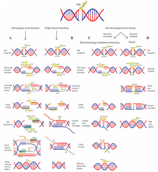 Inhibition of DNA Repair in Cancer Therapy: Toward a Multi-Target Approach