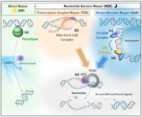Formation and Recognition of UV-Induced DNA Damage within Genome Complexity