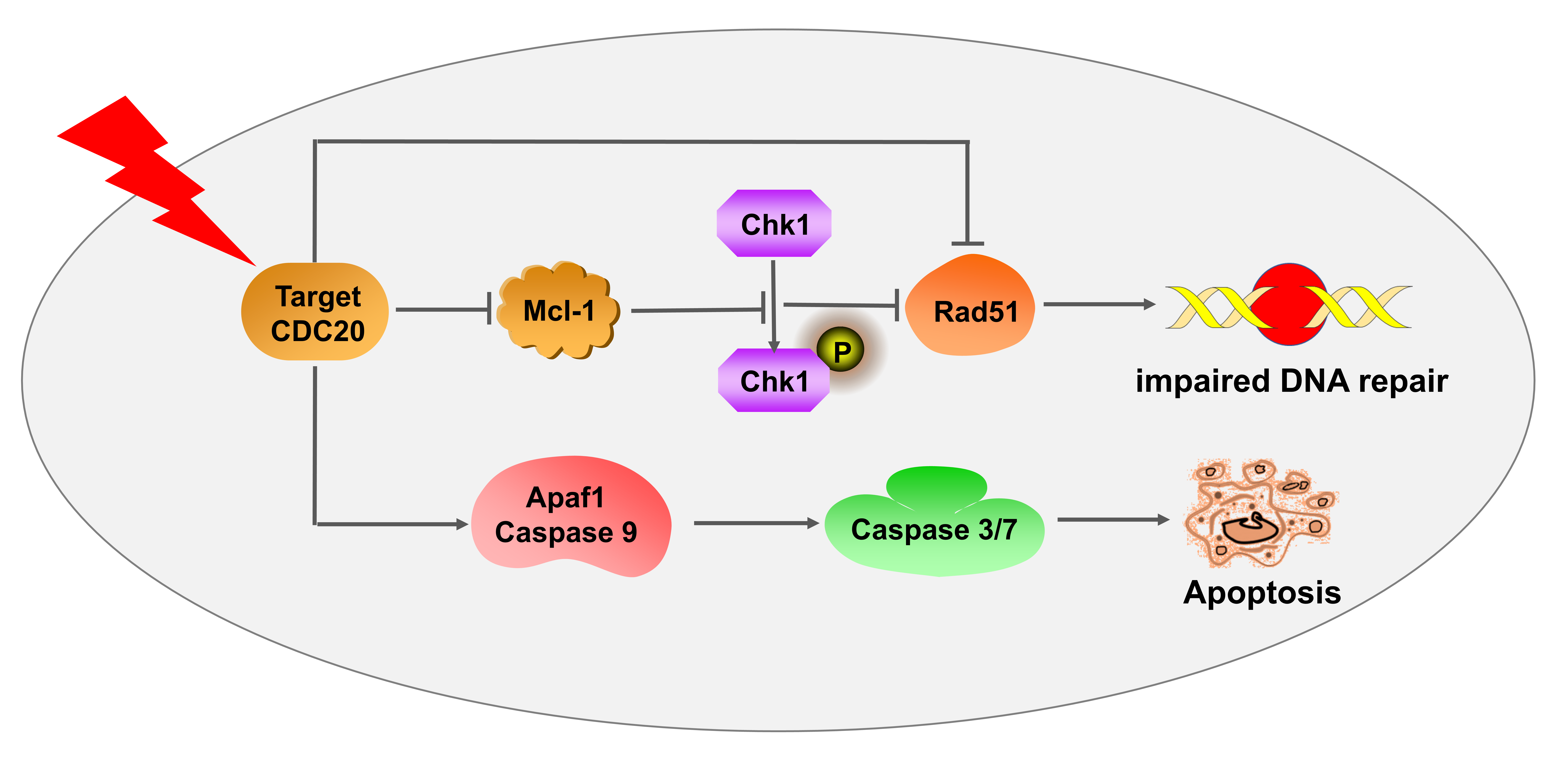IJMS | Free Full-Text | Downregulation of CDC20 Increases ...