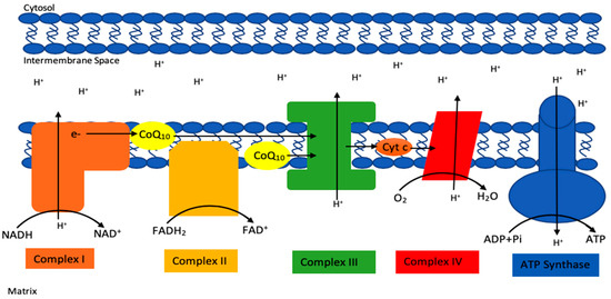 Disorders of Human Coenzyme Q10 Metabolism: An Overview