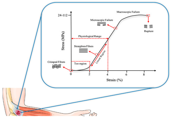 IJMS | Free Full-Text | In Vitro Innovation of Tendon Tissue ...