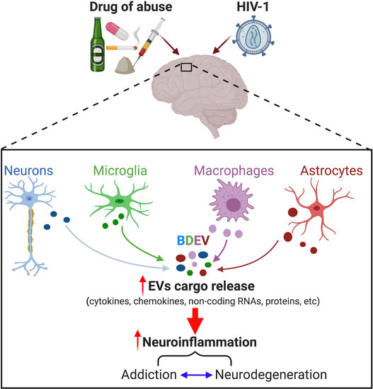 IJMS | Free Full-Text | Role of Extracellular Vesicles in Substance ...