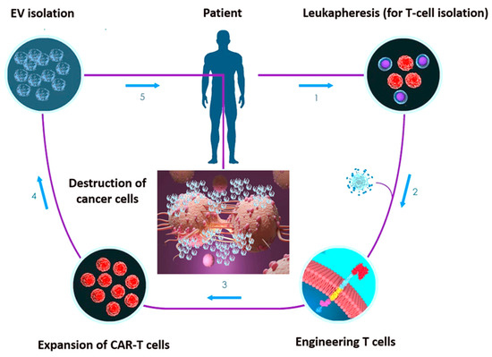 Extracellular Vesicles in the Tumour Microenvironment: Eclectic Supervisors
