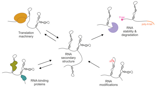 On the Way to Understanding the Interplay between the RNA Structure and Functions in Cells: A ...