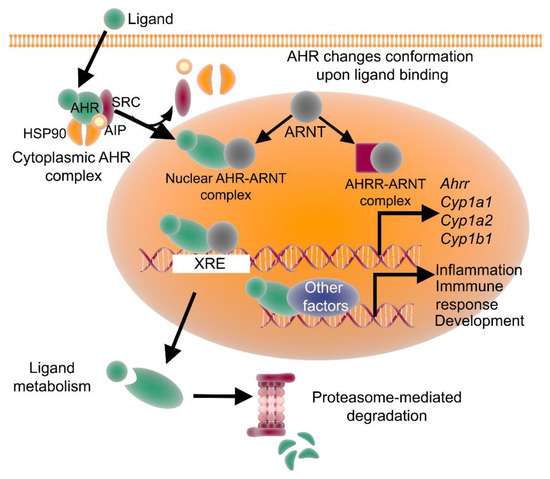 The Aryl Hydrocarbon Receptor: A Mediator and Potential Therapeutic ...