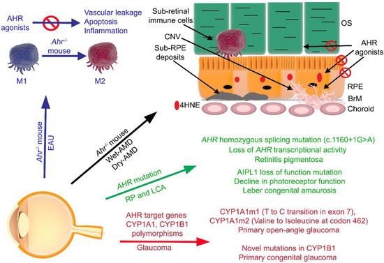 The Aryl Hydrocarbon Receptor: A Mediator and Potential Therapeutic ...