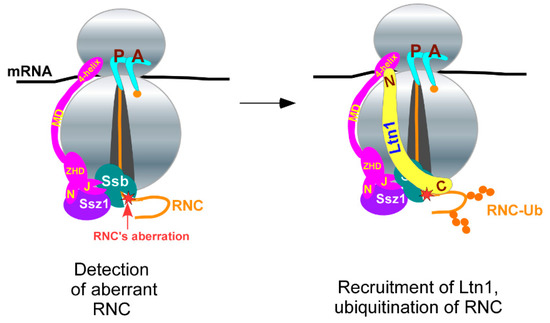 Cooperativity between the Ribosome-Associated Chaperone Ssb/RAC and the ...