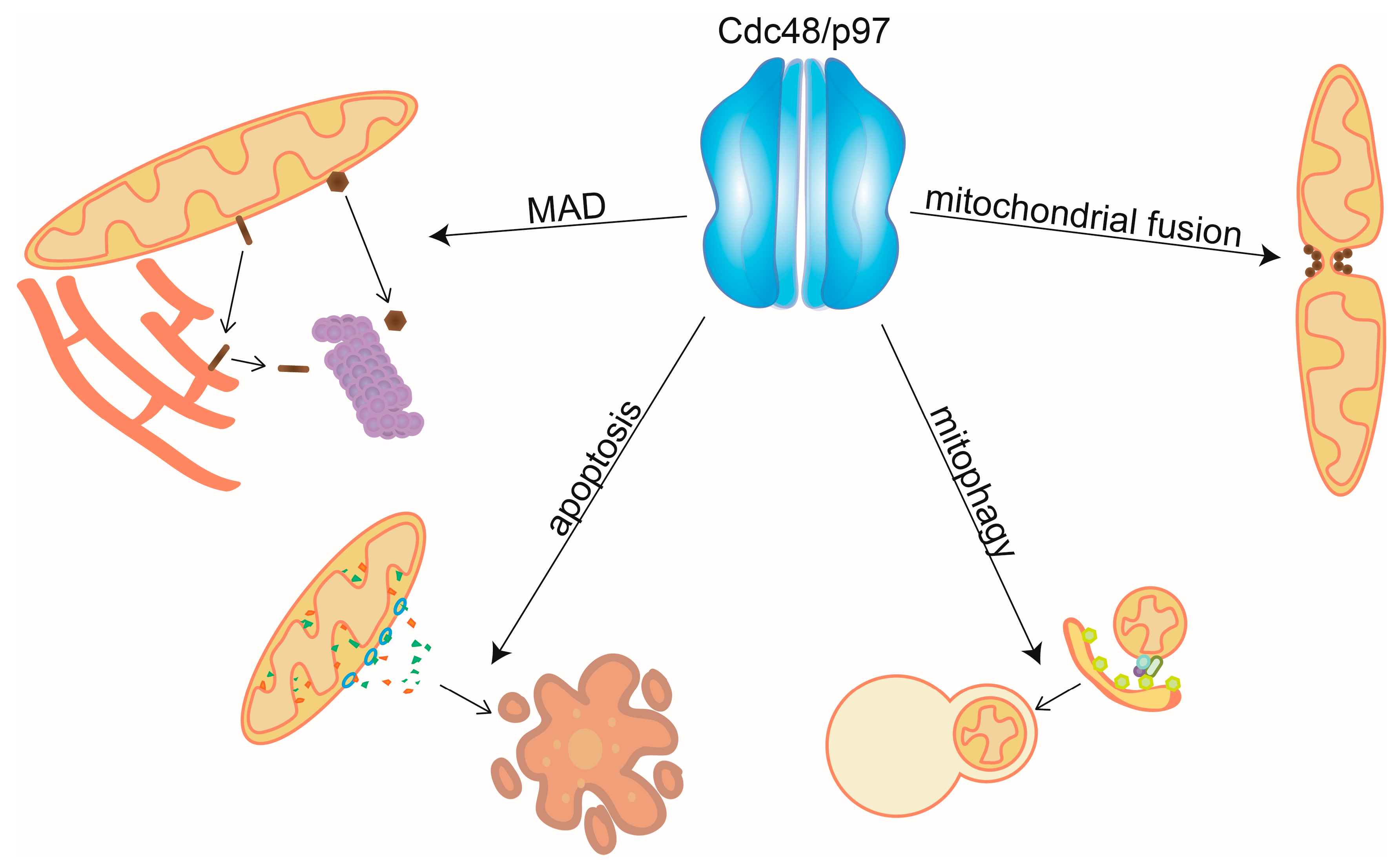 Ijms Free Full Text Mitochondrial Surveillance By Cdc48 P97 Mad Vs
