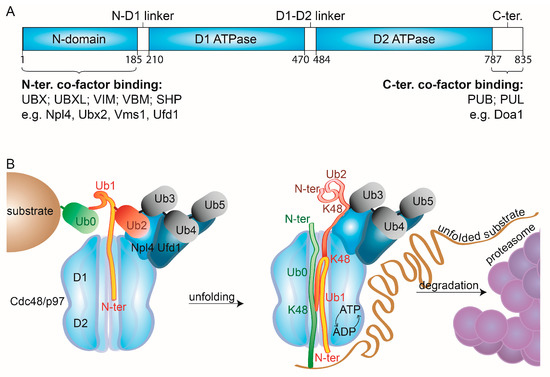 Mitochondrial Surveillance by Cdc48/p97: MAD vs. Membrane Fusion